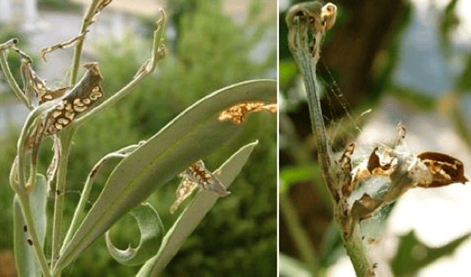 Olive tree common plagues
