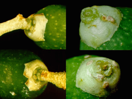 Olive tree common plagues